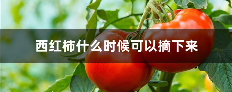 西红柿什么时候可以摘下来 如意谷