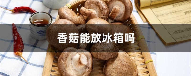 香菇能放冰箱吗 如意谷