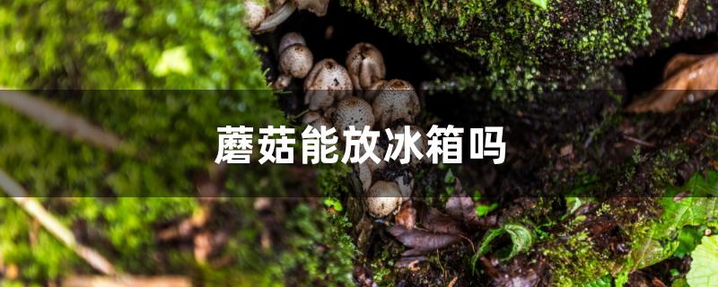 蘑菇能放冰箱吗 如意谷