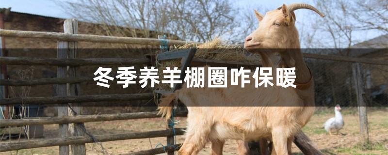 冬季养羊棚圈咋保暖 如意谷